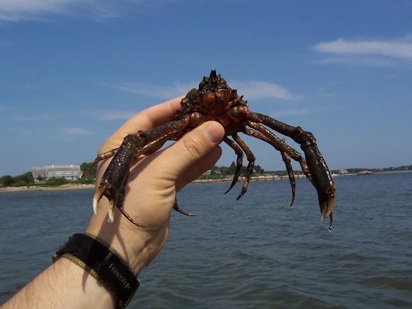 Portly Spider Crab | Project Noah