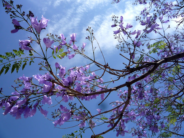 Jacaranda | Project Noah