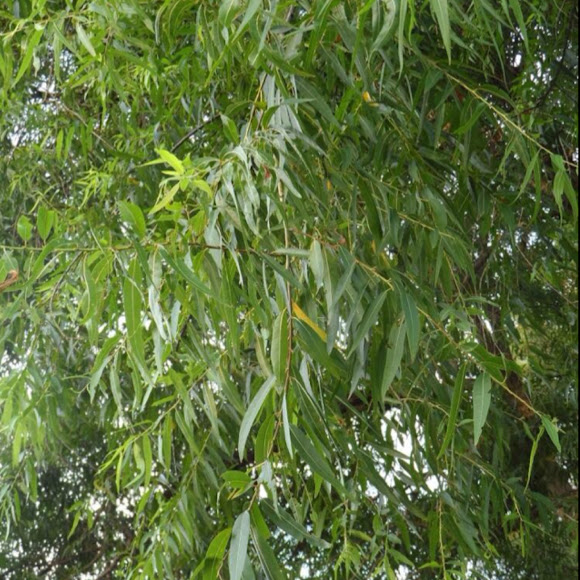 Swamp willow tree | Project Noah