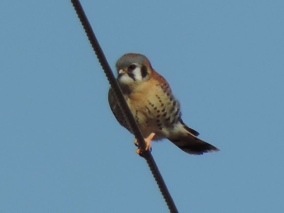 American Kestrel | Project Noah