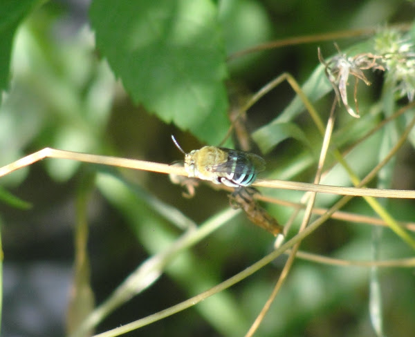 Common Blue banded bee | Project Noah