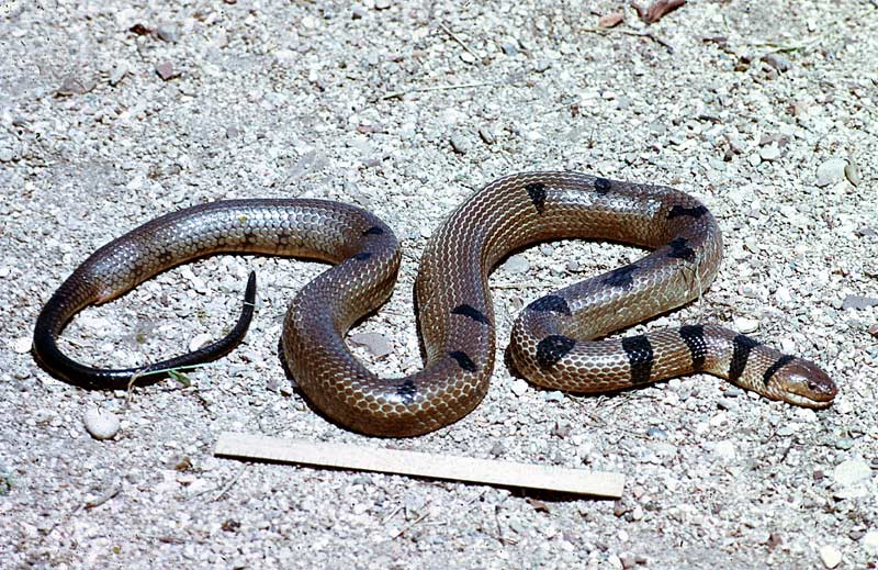 Storms' Water Cobra | Project Noah