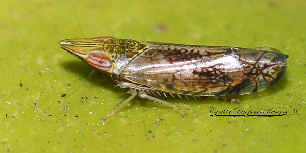 Leafhopper | Project Noah