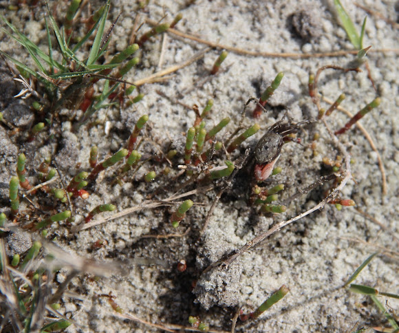 Dwarf Glasswort | Project Noah