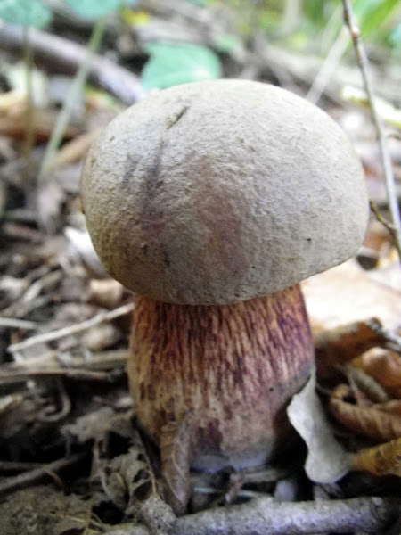 Devil's bolete | Project Noah