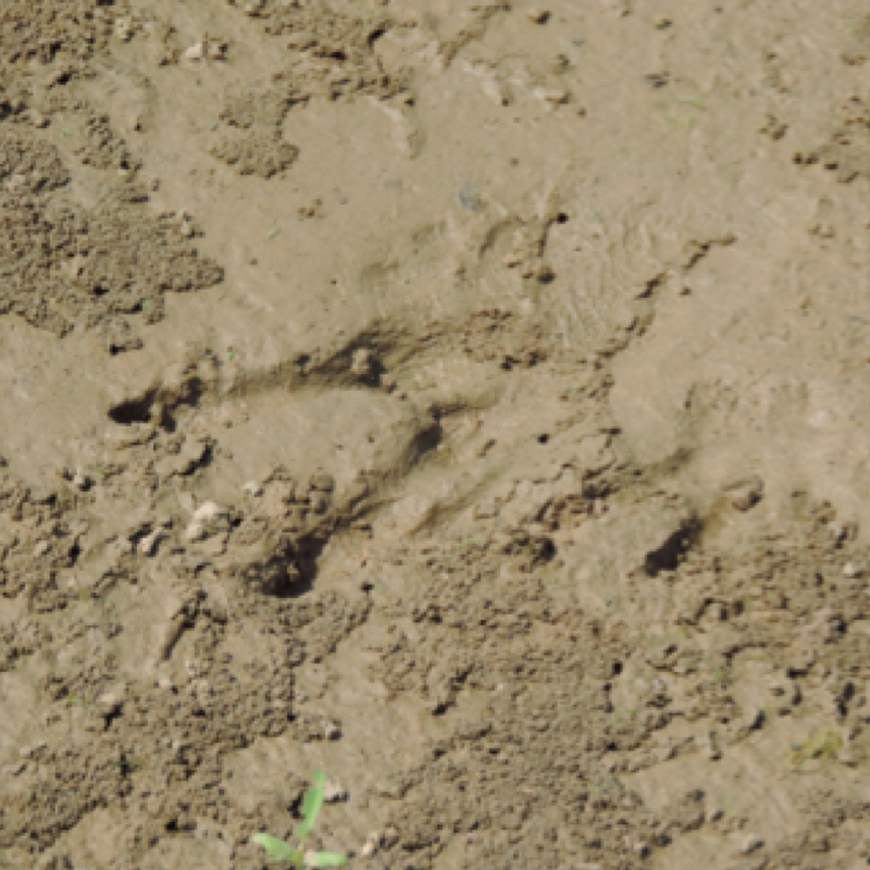 American Alligator track | Project Noah