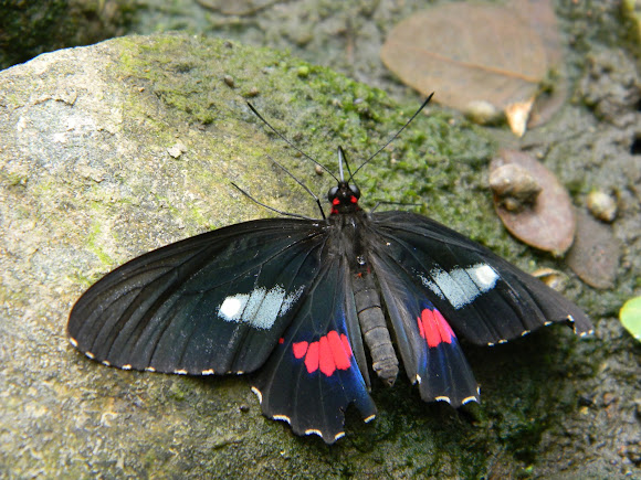 Mariposa Negra - Ruby-spotted Swallowtail butterfly | Project Noah