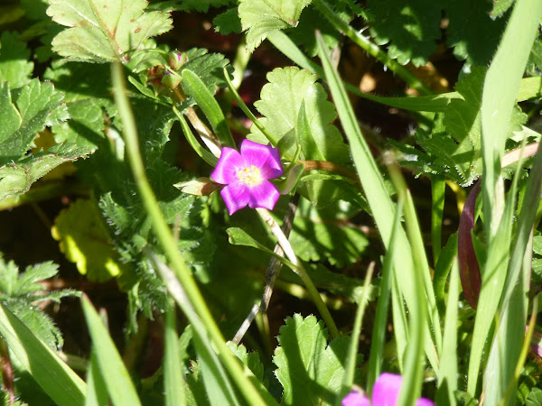 Red Maids | Project Noah