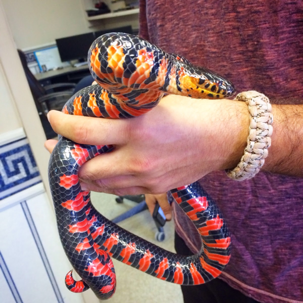 Mud snake | Project Noah