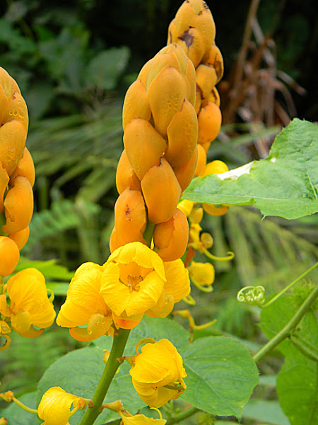 candle bush, empress candle plant, ringworm tree, et al | Project Noah