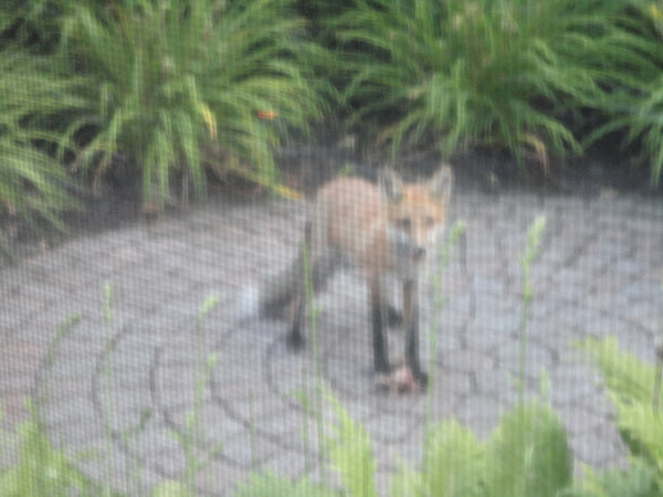 Red Fox | Project Noah