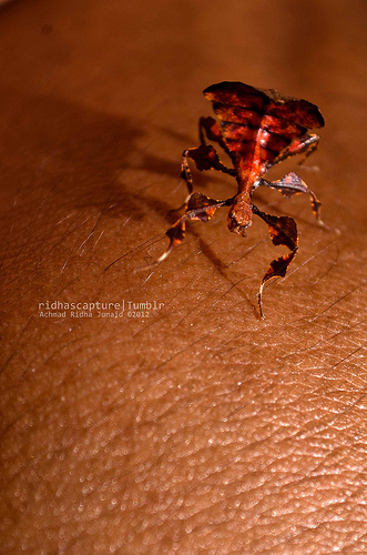 Leaf Insect | Project Noah