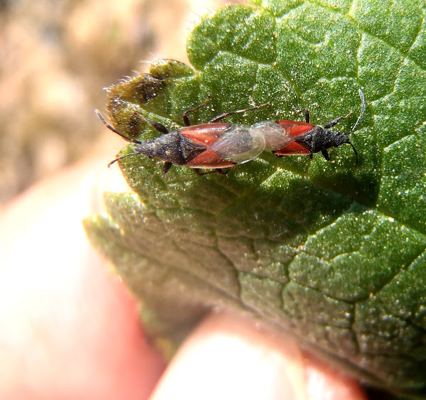 Chinche roja del melocotonero | Project Noah
