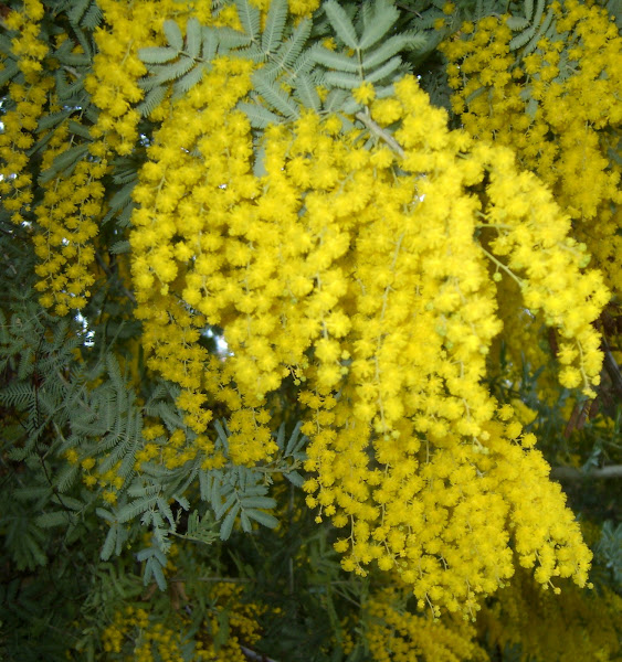 CootaMundra Wattle | Project Noah