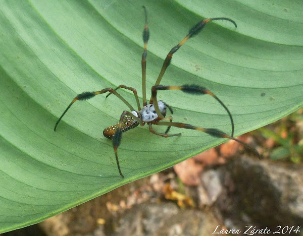 Nephila Spider | Project Noah