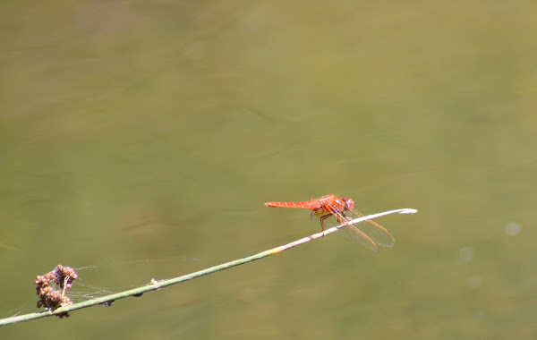 Scarlet Darter | Project Noah