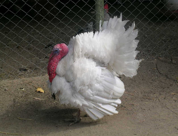 White domestic turkey | Project Noah