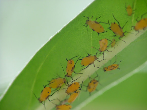 Oleander Aphid | Project Noah