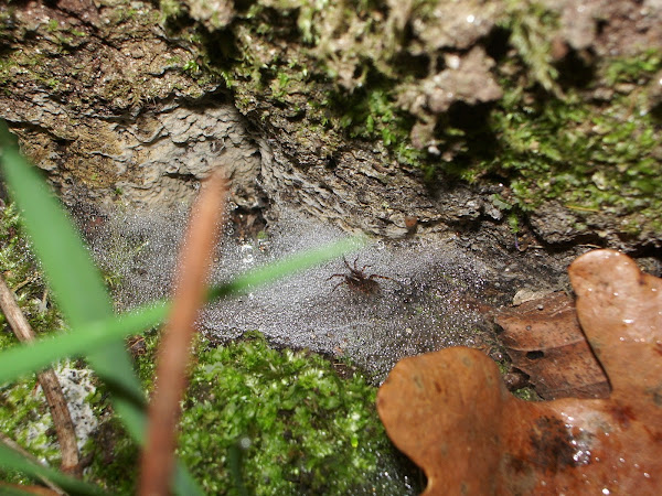 Spotting | Project Noah