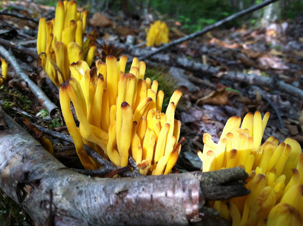 Spindle-Shaped Yellow Coral | Project Noah