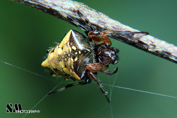 Arrow head spider | Project Noah
