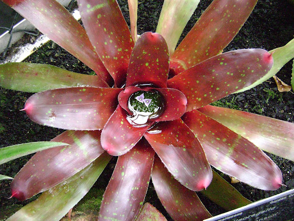 Spotted Neoregelia Bromeliad | Project Noah