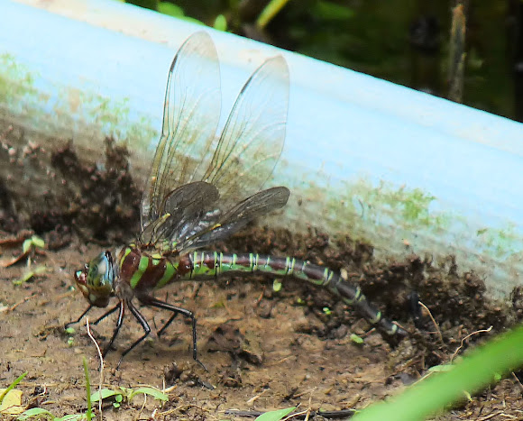 Swamp Darner, female ovipositing | Project Noah