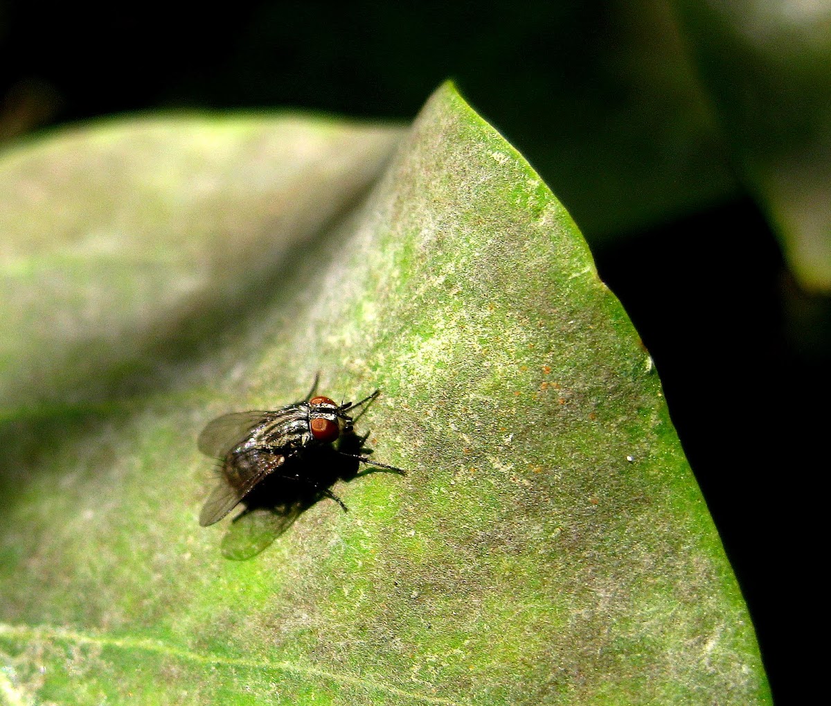 Spotting | Project Noah