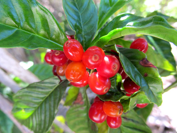 Wild Coffee | Project Noah