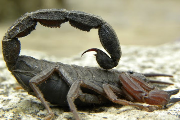 Alacrán | Project Noah