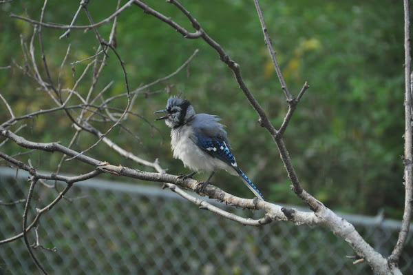Blue Jay | Project Noah