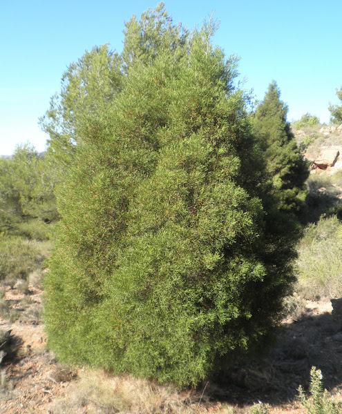 Ciprés de Cartagena, Araar | Project Noah