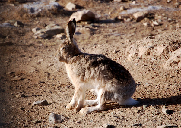 Woolly hare | Project Noah