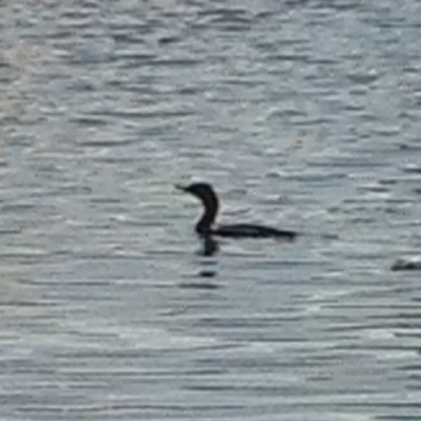 Cormorant | Project Noah