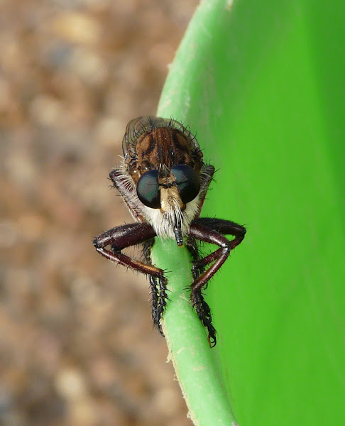 Robber Fly | Project Noah