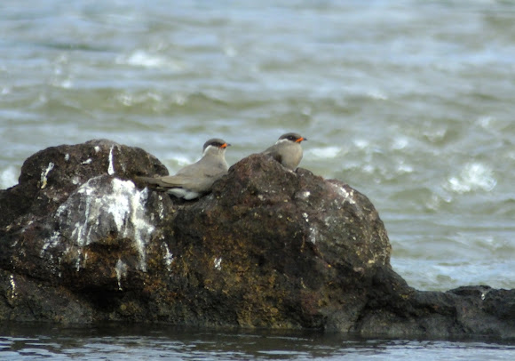 rock pratincole | Project Noah