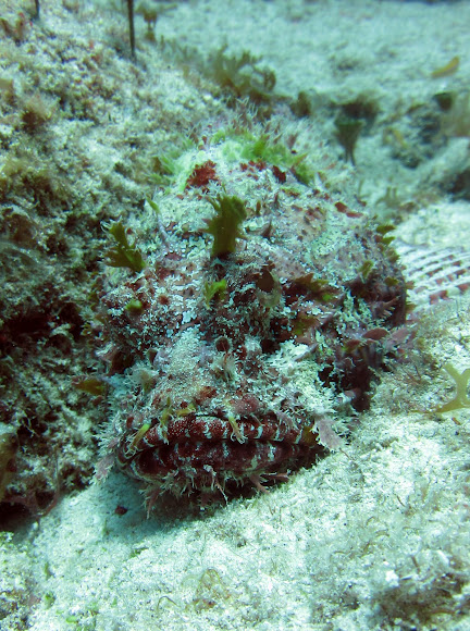 Spotted Scorpionfish | Project Noah
