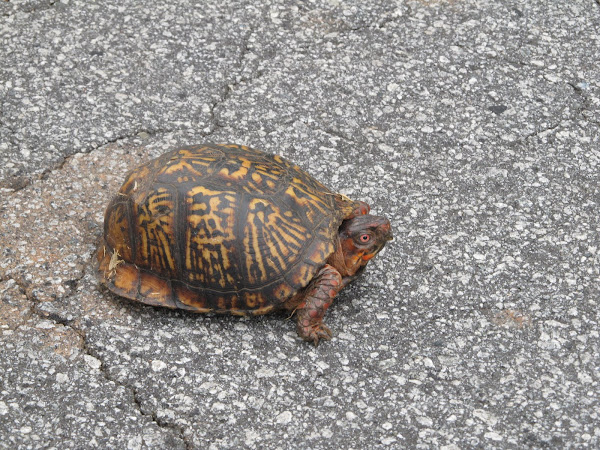Box Turtle | Project Noah
