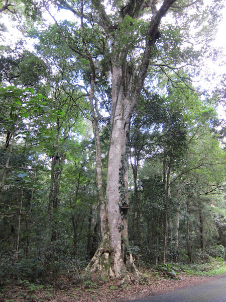 Queensland Red Cedar | Project Noah