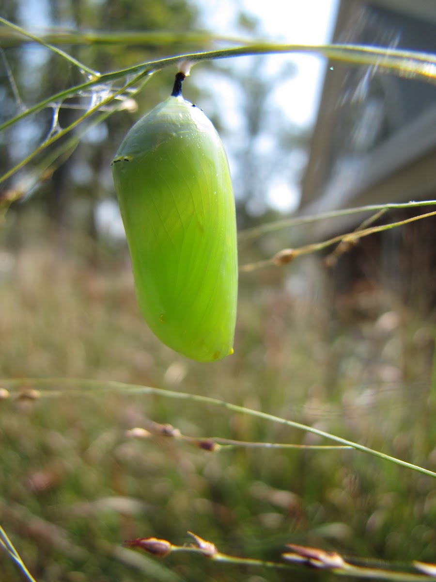 Monarch Butterfly Chrysalis | Project Noah