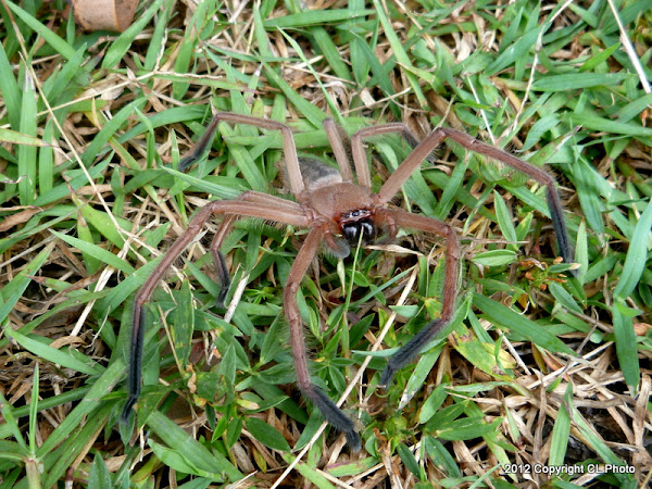 Shield Huntsman Spider | Project Noah
