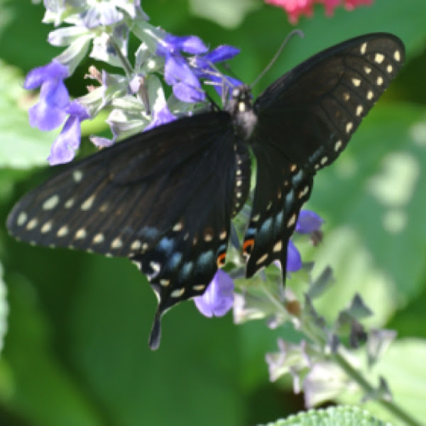 Black Swallowtail female | Project Noah