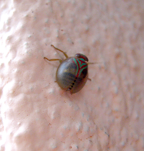 Round Issid Bug | Project Noah