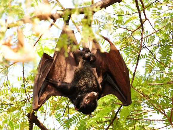 Large flying Fox | Project Noah