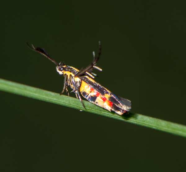 Scythridid Moth | Project Noah