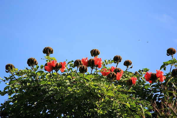 African tulip tree | Project Noah