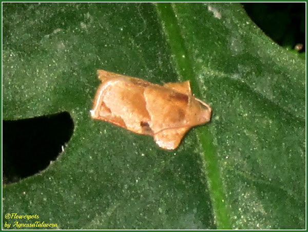 Homona Tortricid Moth | Project Noah