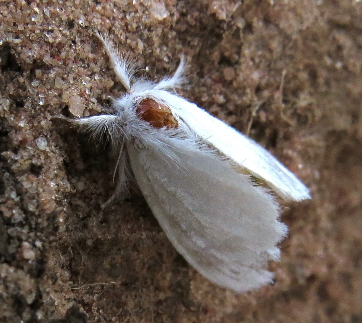 White Tussock Moth | Project Noah