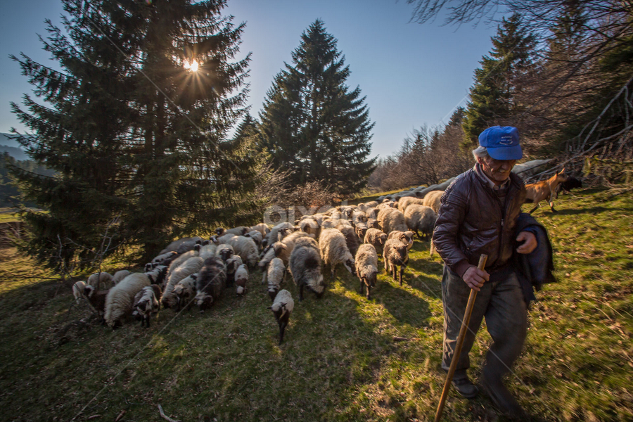 How Does A Shepherd Lead Sheep