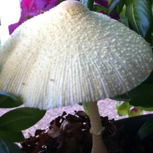 Flowerpot parasol and also plantpot dapperling | Project Noah